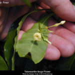 tabernanthe_iboga_flower__i2012e0443_disp – Afroculture.net
