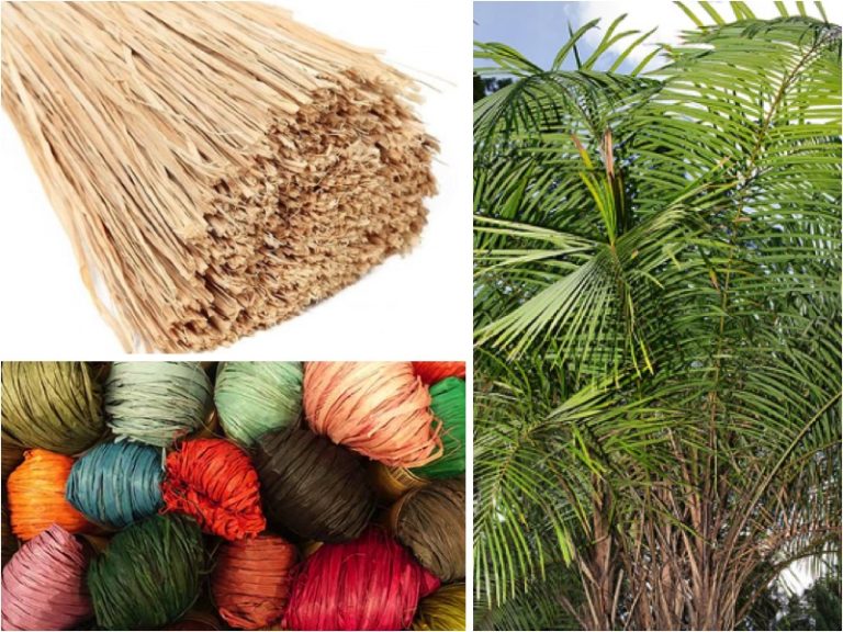 The raffia: traditional fabric of Gabon, Madagascar and Congo ...