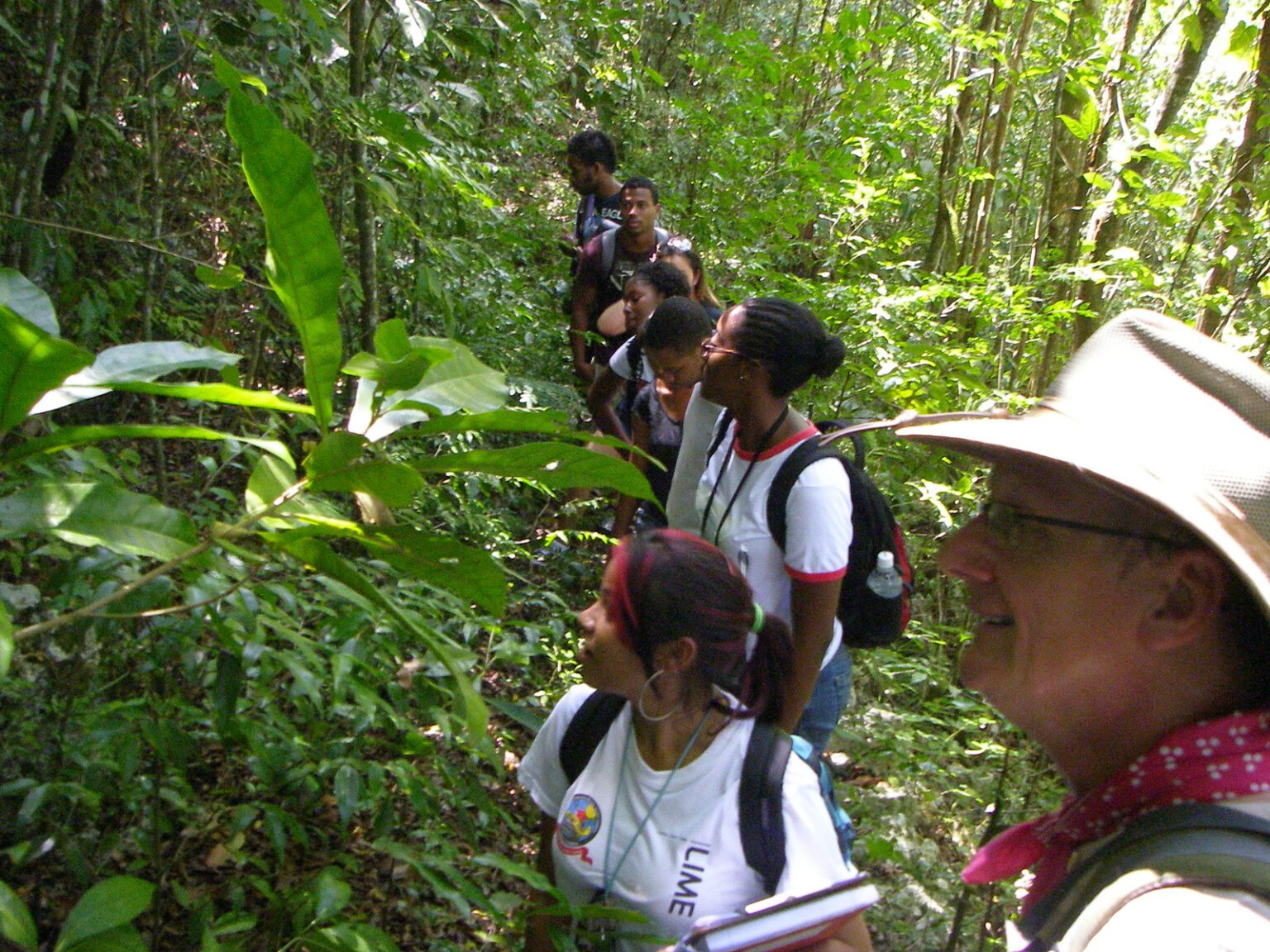 A trip to Cockpit Country: an ecological gem in Jamaica – Afroculture.net
