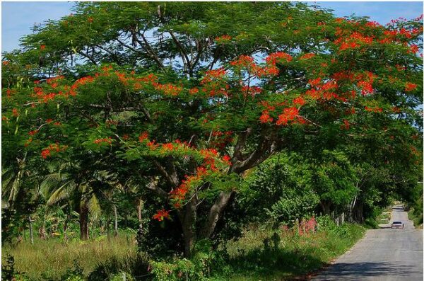Viaje a Cockpit Country: una joya ecológica en Jamaica – Afroculture.net